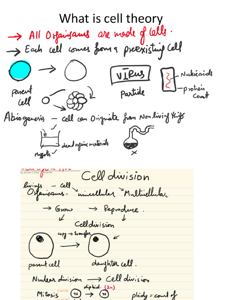 Cell Division | PDF