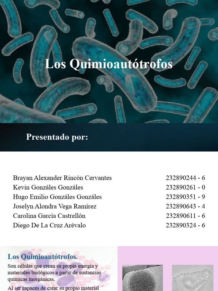 Los Quimioautótrofos Interactivo | Descargar gratis PDF | Biología ...