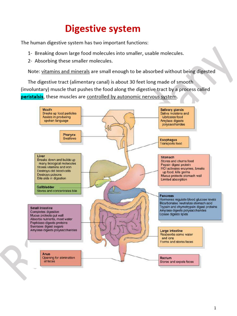 10-Digestive System by R.M | PDF | Digestion | Stomach