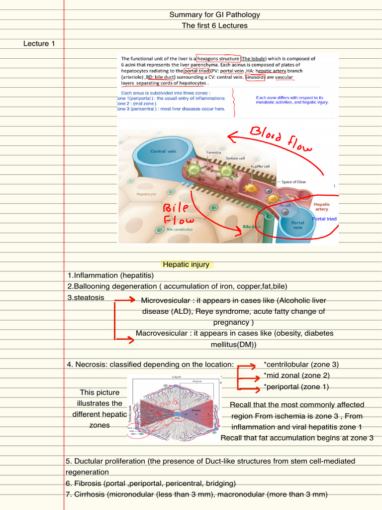 Summary For GI Pathology | PDF | Cirrhosis | Liver