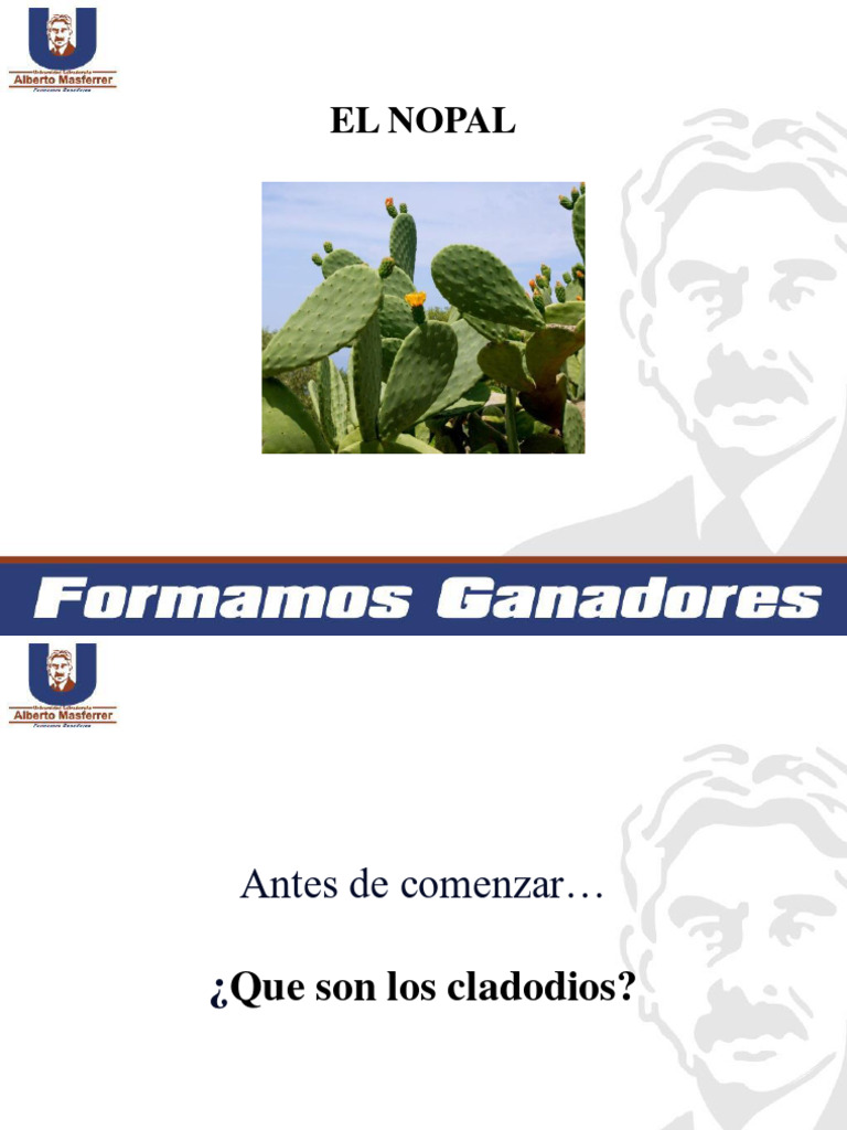 Nopal Forrajero | PDF | Alimentos | Agua