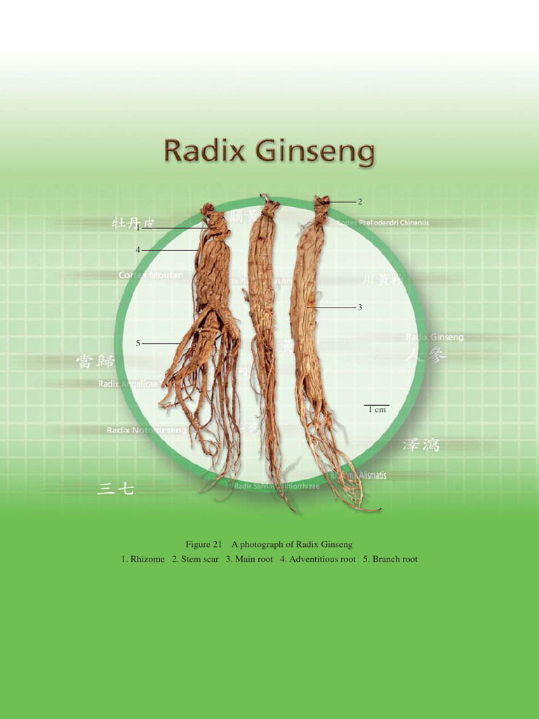 Radix Ginseng | PDF | Thin Layer Chromatography | Branches Of Botany