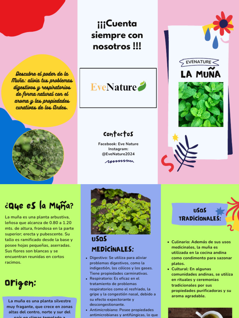 Triptico de La Planta Medicinal Macay Muña | PDF