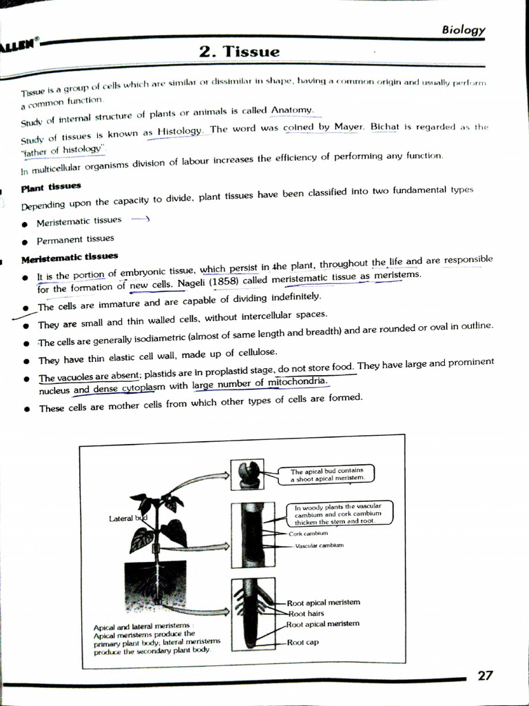 Plant Tissue Types and Functions Explained | PDF | Tissue (Biology ...