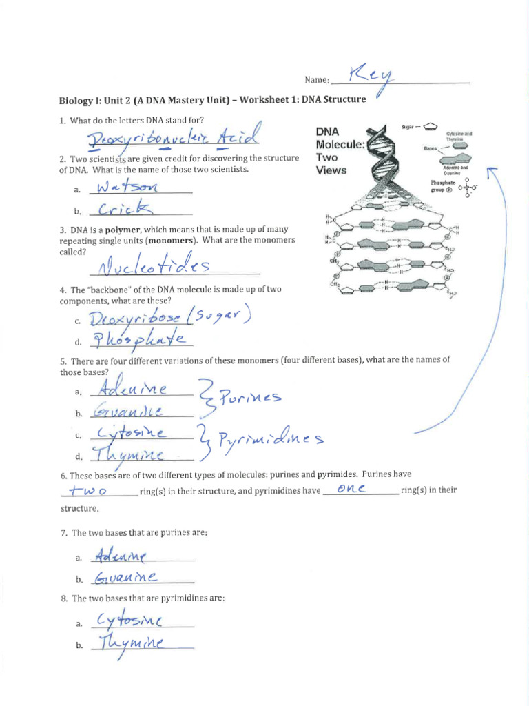 Key for Dna Structure and Replication Practice | PDF