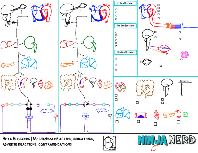 Cardiovascular Pharmacology] 06 Beta Blockers - Handout | Download Free ...