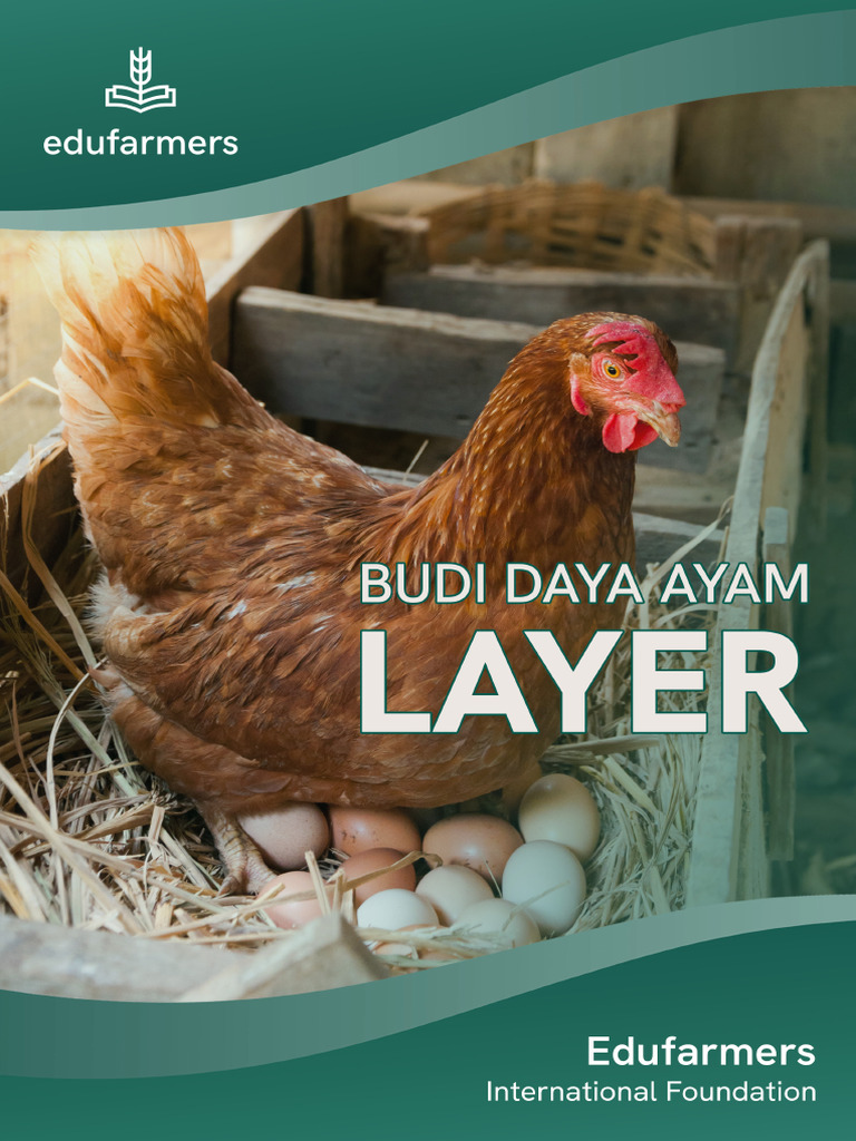 Modul Budi Daya Ayam Layer 3 | PDF