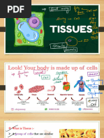 Padhle - Tissues - Class 9 Science Handwritten Notes | PDF