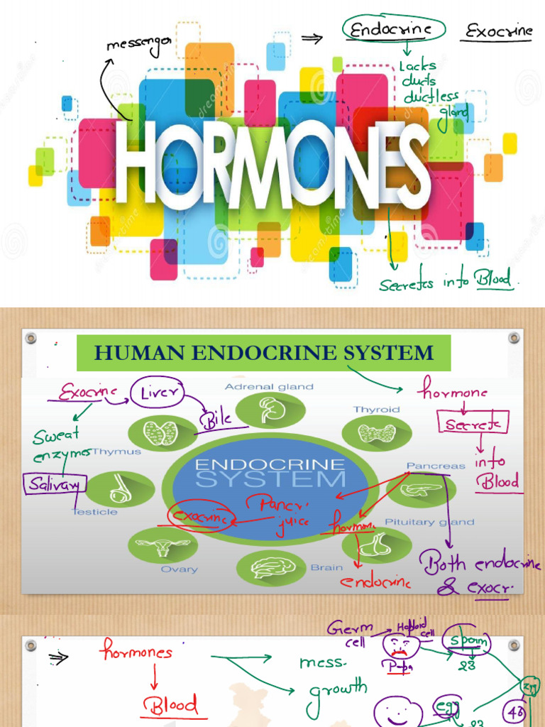 Hormones (Basic+Advanced) | Download Free PDF | Pituitary Gland | Thyroid