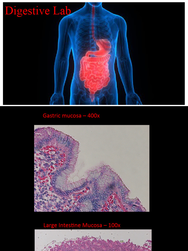 171 Digestive Lab F21 | PDF | Stomach | Human Digestive System