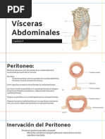 Omentos Mayor y Menor - Anatomía, Ubicación y Función - Kenhub | PDF ...