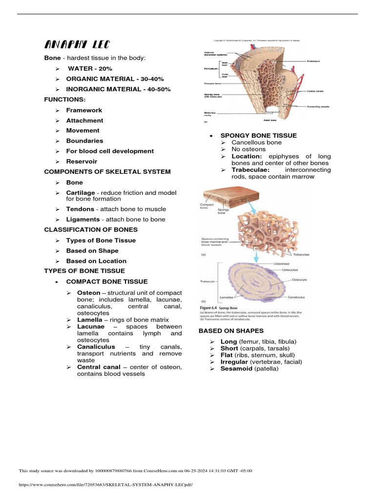 Skeletal System Overview | PDF | Bone | Vertebra