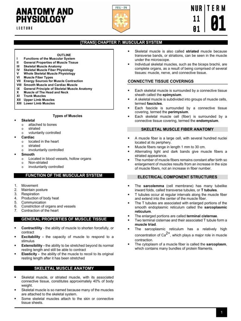 Chapter 7 Muscular System.pdf | Download Free PDF | Muscle Contraction ...