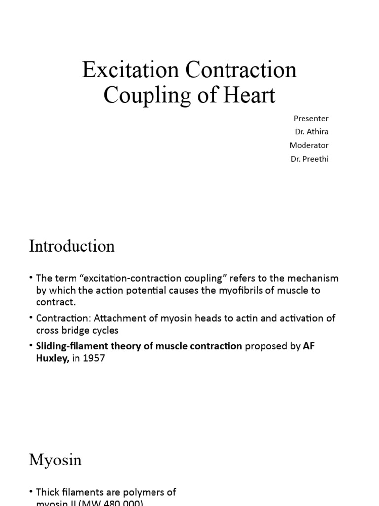 Excitation Contraction Coupling of Heart | PDF | Muscle Contraction | Actin
