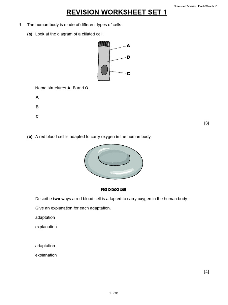 Grade 7 Science Revision Worksheet | PDF | Ph | Tide