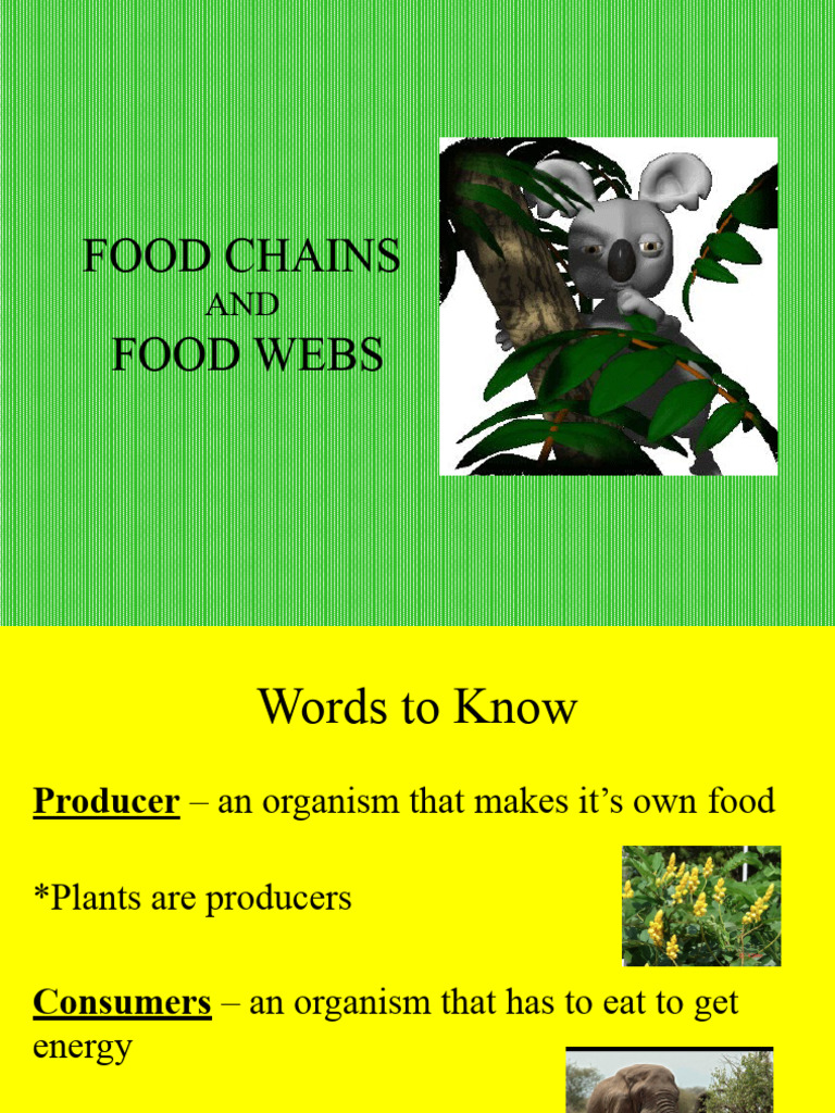 Food Chains and Webs Powerpoint | PDF | Food Web | Foods
