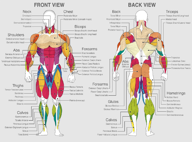 muscle-map-of-the-human-body | PDF