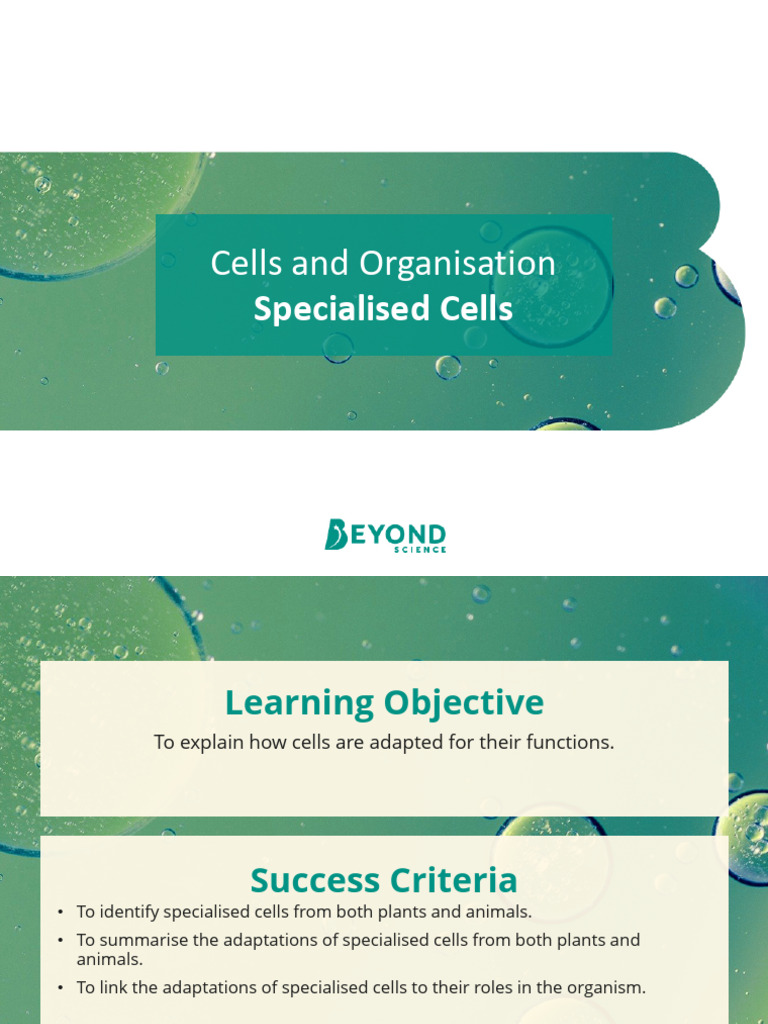 Cells and Organisation L4 Specialised Cells PowerPoint | PDF | Cell (Biology) | Fertilisation