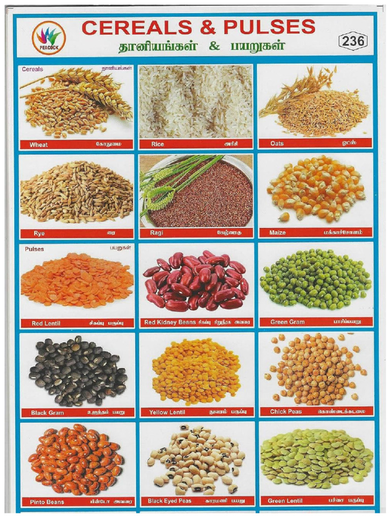 Cereals and Pulses | PDF