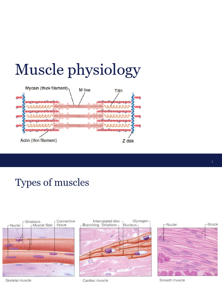 2 Muscle Physiology | PDF | Muscle Contraction | Motor Neuron