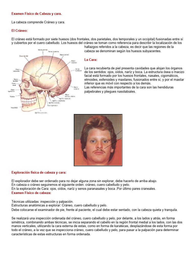 Exa. Fisico de Cabeza y Cara + Par Craneal IV, V, VI, VII | PDF | Cráneo | Cabeza y cuello humanos