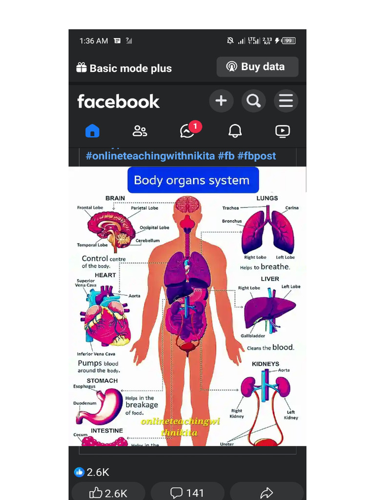 Body Cell | PDF