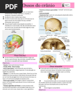 Anatomia da Base do Crânio | PDF | Anatomia humana | Cabeça e pescoço ...