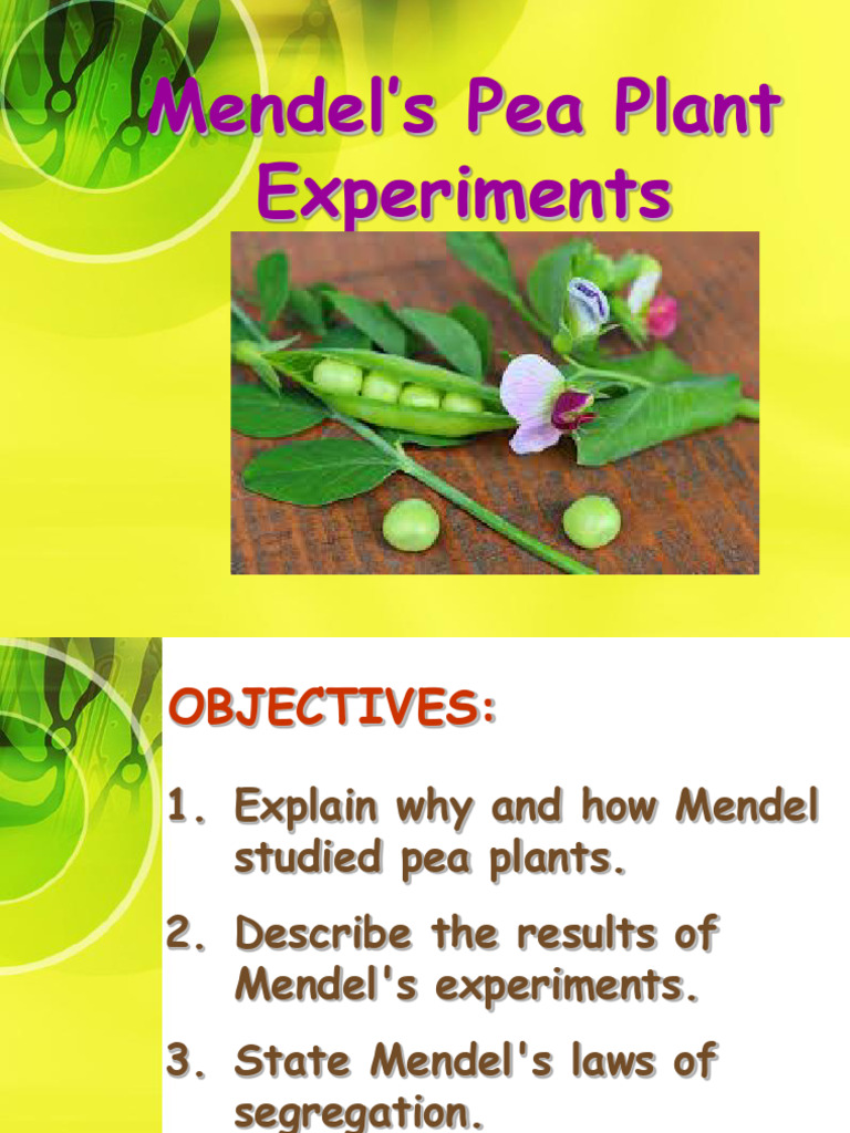 Mendel Pea Plant Experiment | PDF | Pea | Heredity