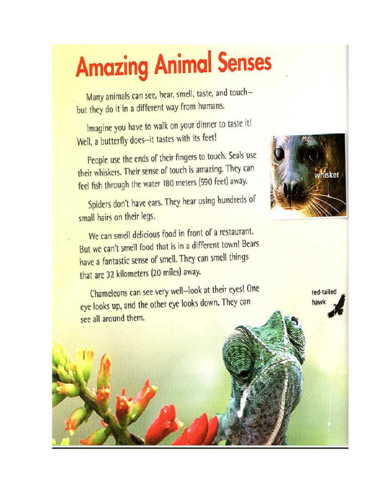 Amazing Animal Senses | PDF