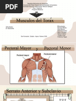 Músculos Del Torso | PDF | Sistema musculoesquelético | Anatomía humana