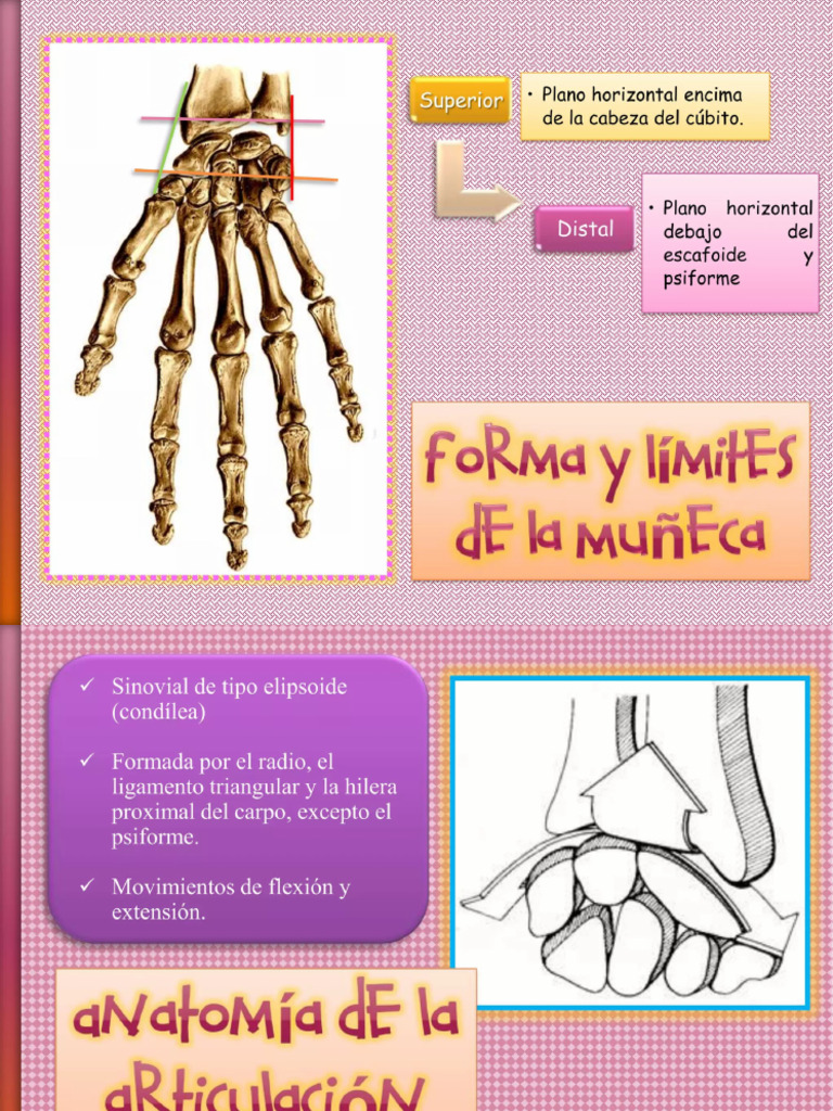 Anatomia de La Mano y Muñeca RESUMEN | PDF