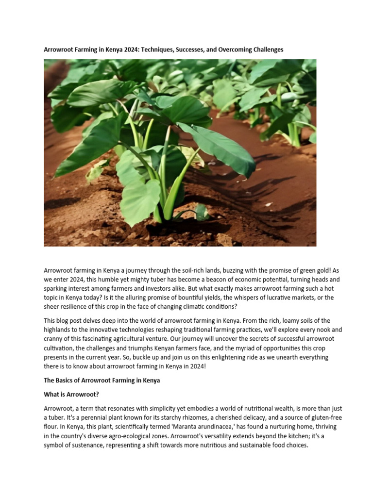 Arrowroot Farming in Kenya 2024 | PDF | Agriculture | Sustainable ...
