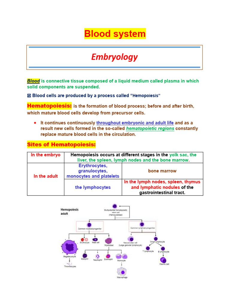 Blood System | PDF | Lymphatic System | Lymph Node