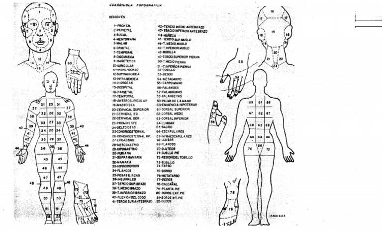 Topografia Humana | PDF