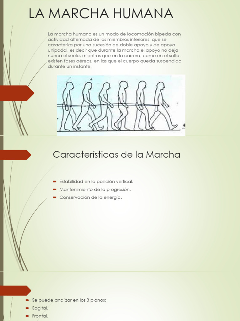 La Marcha Humana | PDF | Pie | Rodilla