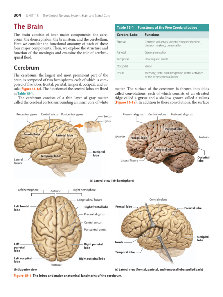 LAB - Parts of The Human Brain | PDF | Cerebrum | Brainstem