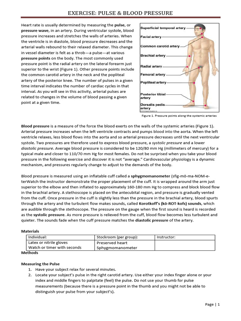 Pulse and Blood Pressure Measurement Guide | PDF | Blood Pressure ...