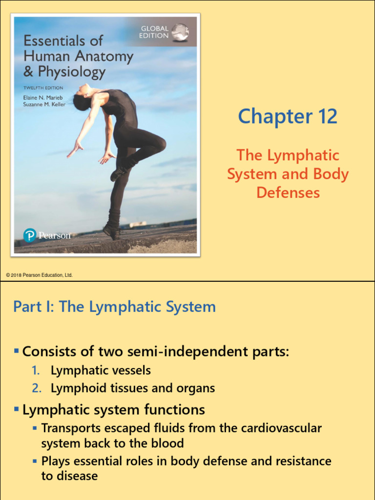 Lecture 8 - Lymphatic System | PDF | Lymphatic System | Lymphocyte