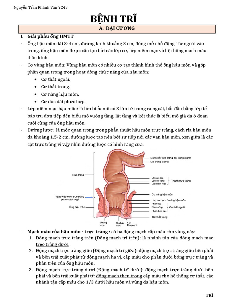 Bệnh Trĩ: I. Giải phẫu ống HMTT | PDF
