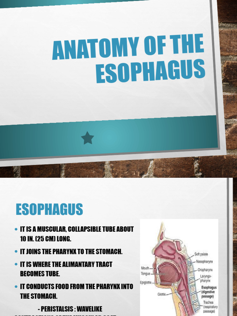 Anatomy and Function of the Esophagus | PDF | Stomach | Esophagus