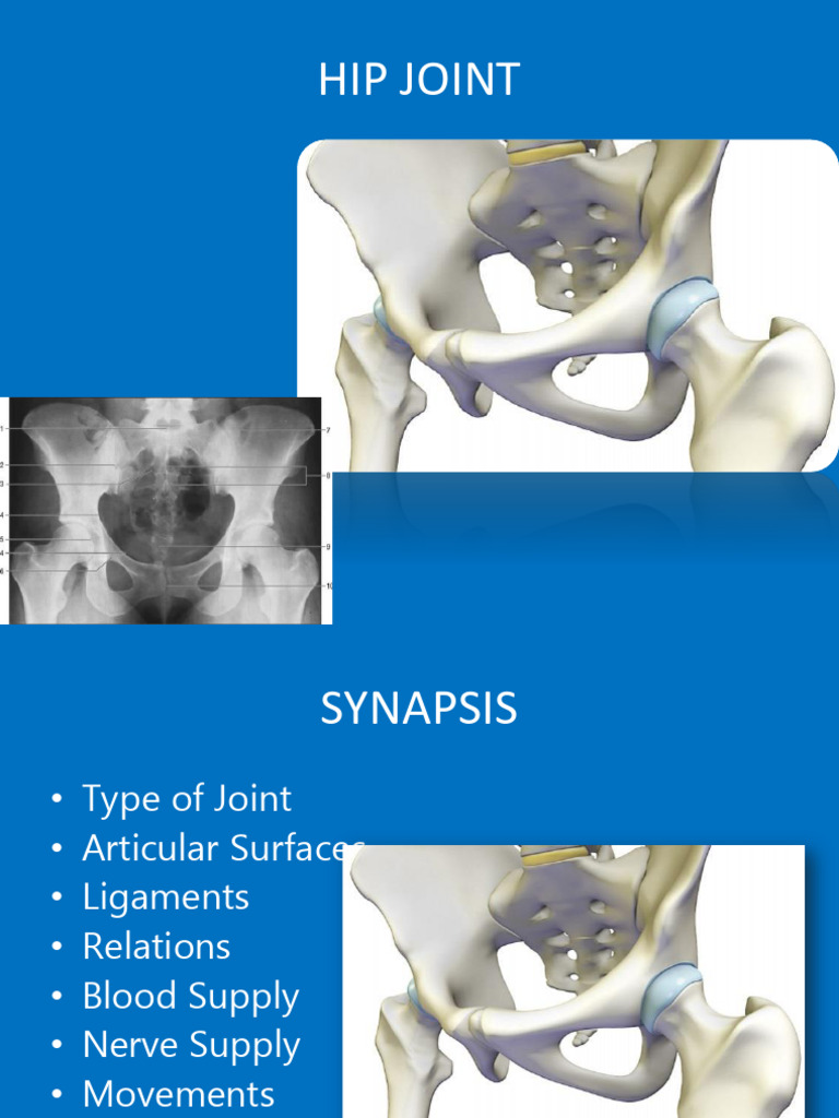 9 Hipjoint Pdf Hip Skeletal System