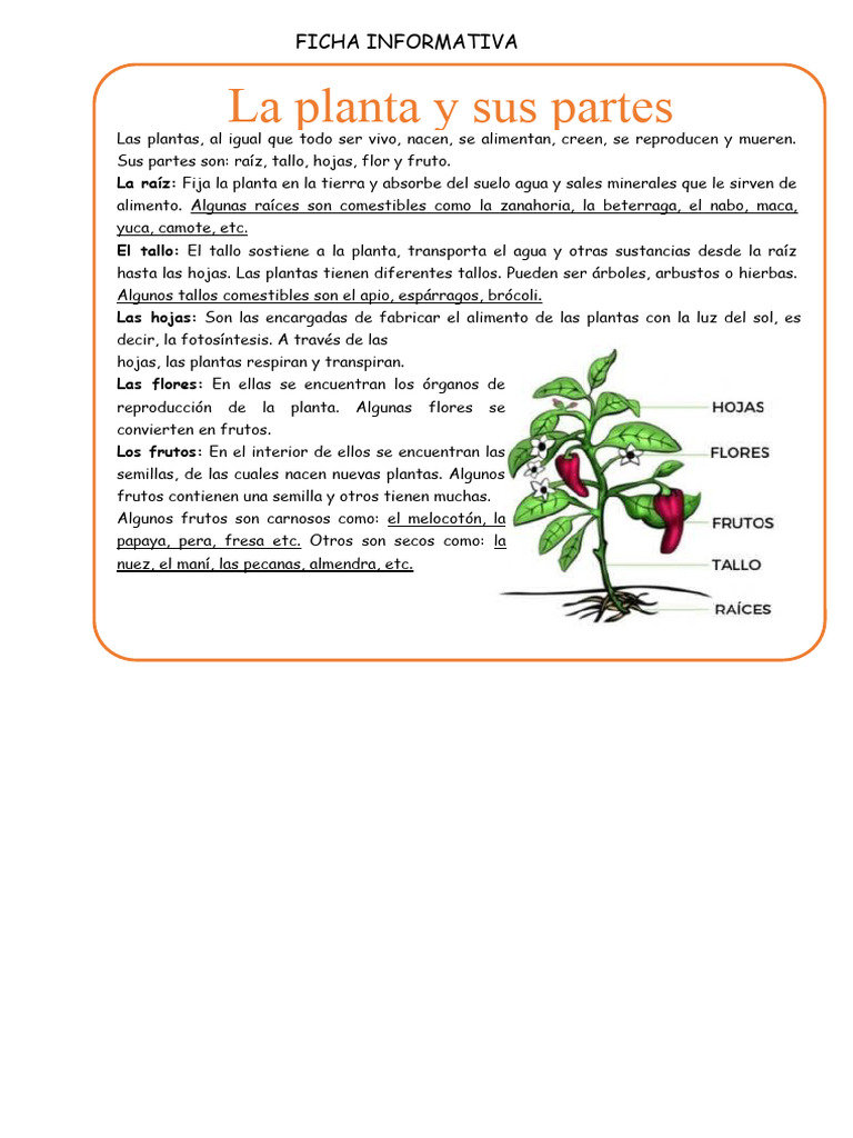 Ficha Informativa La Planta | PDF