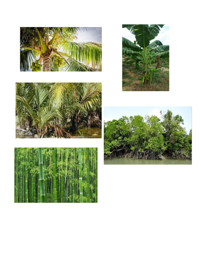 Pokok Hutan Foto | PDF