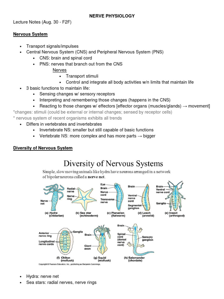 Nerve Physiology | PDF | Axon | Myelin