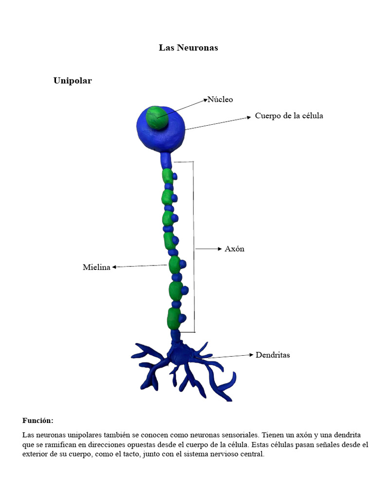 Las Neuronas | PDF | Neurona | Axon