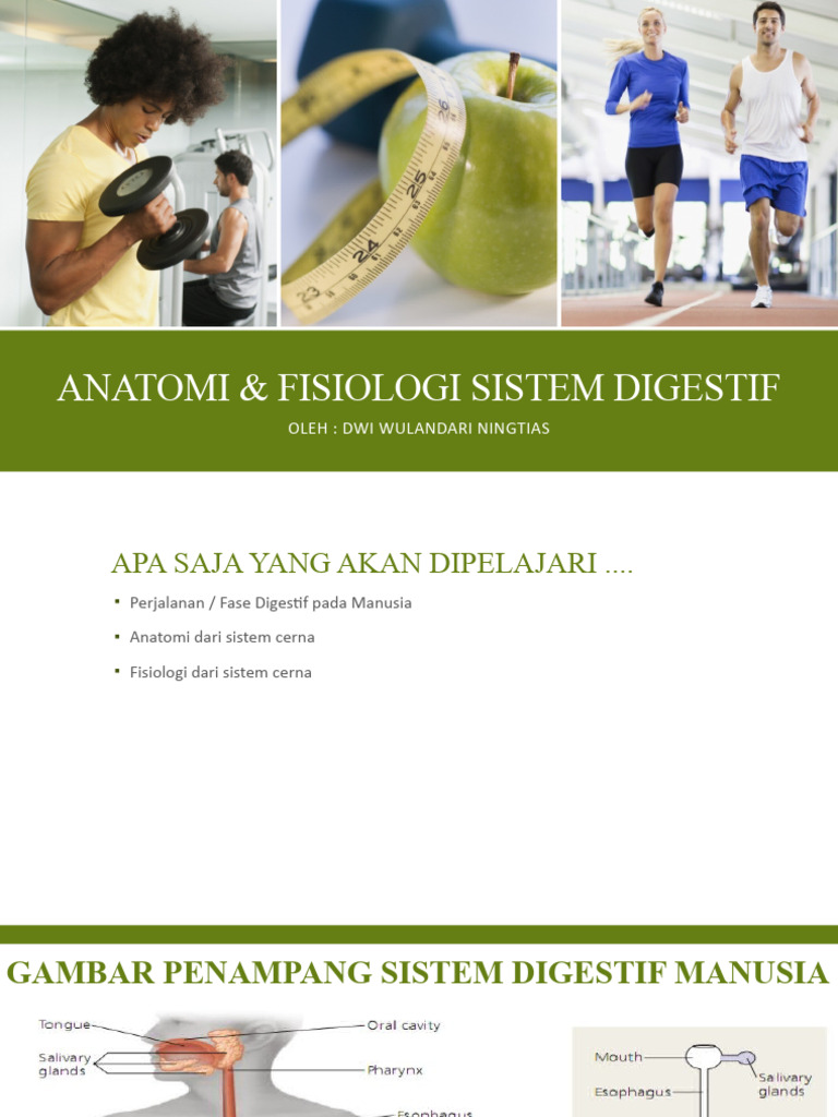 Sistem Pencernaan Manusia | PDF