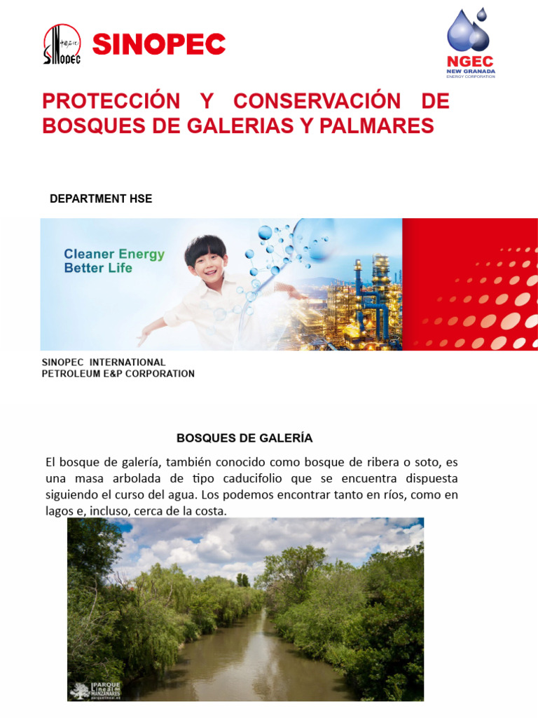Conservación de Bosques de Galería | PDF | Los bosques | Deforestación