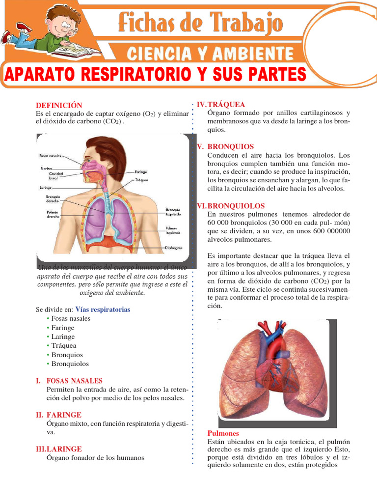 aparato respiratorio | Descargar gratis PDF | Pulmón | Sistema respiratorio