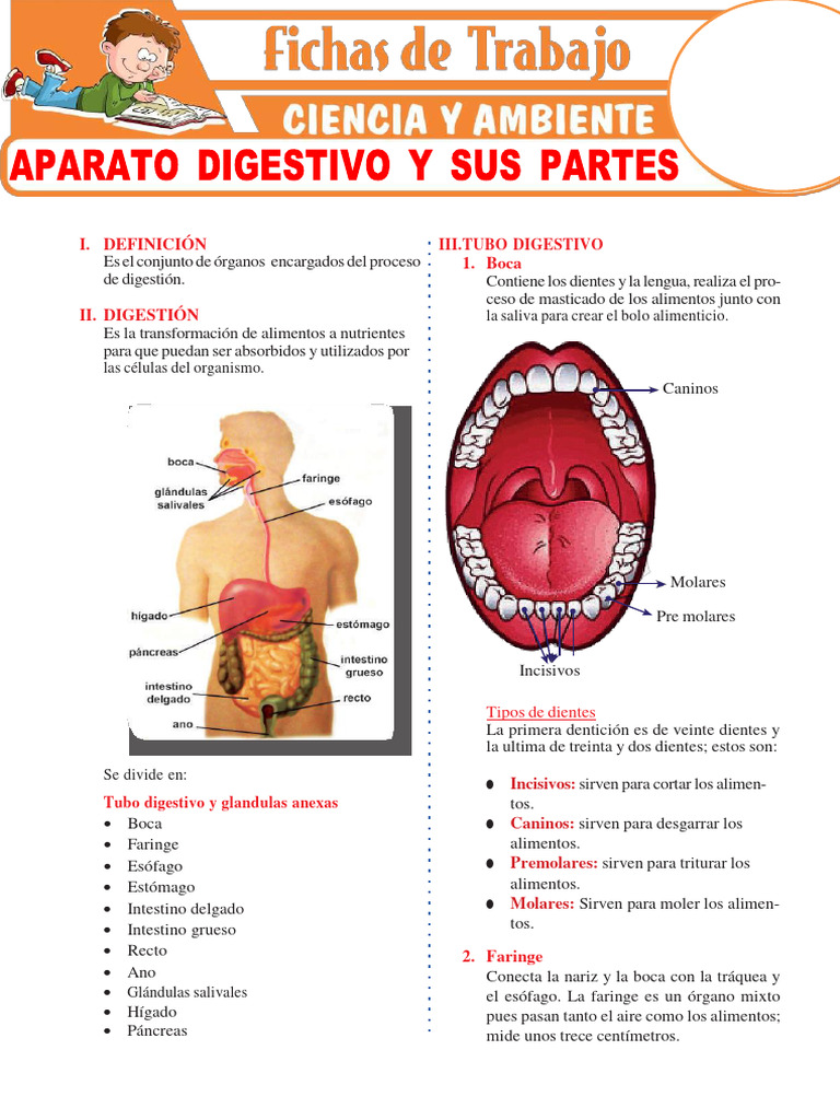 Aparato Digestivo y Sus Partes | PDF | Sistema digestivo humano | Digestión