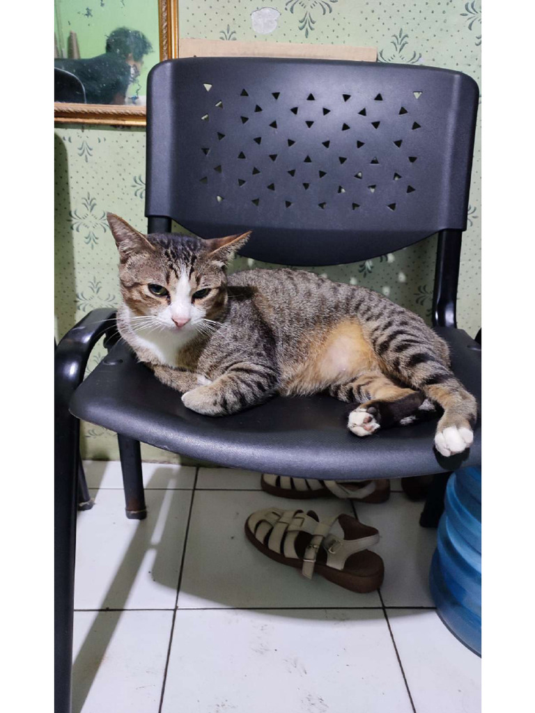 Cat Al | PDF